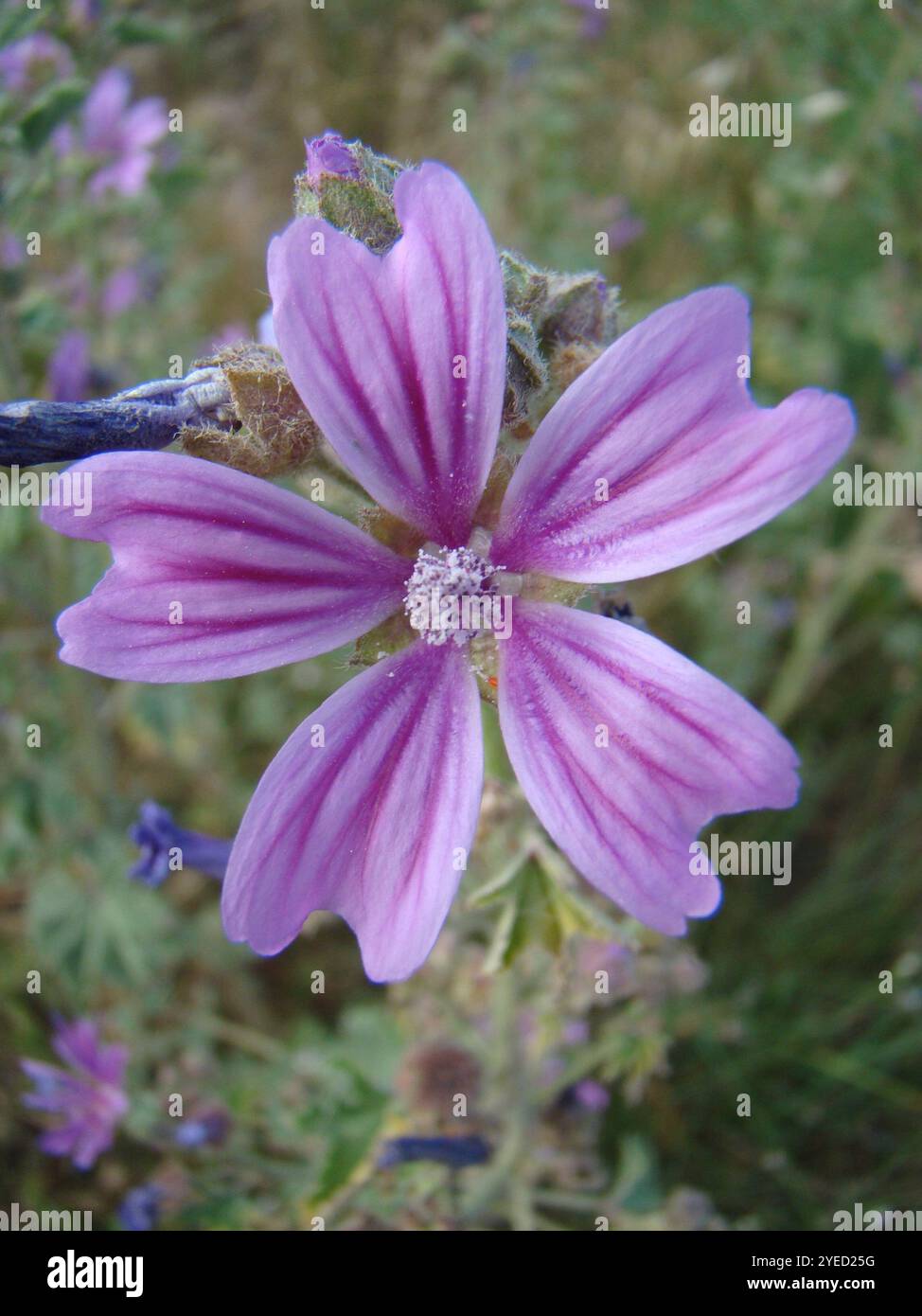 Common Mallow (Malva sylvestris Stock Photo - Alamy