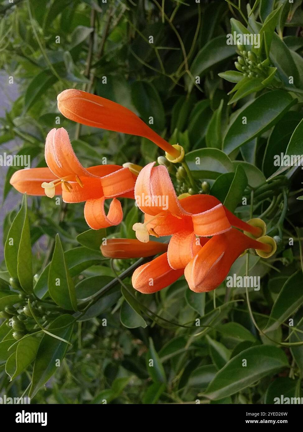 Flame vine (Pyrostegia venusta Stock Photo - Alamy