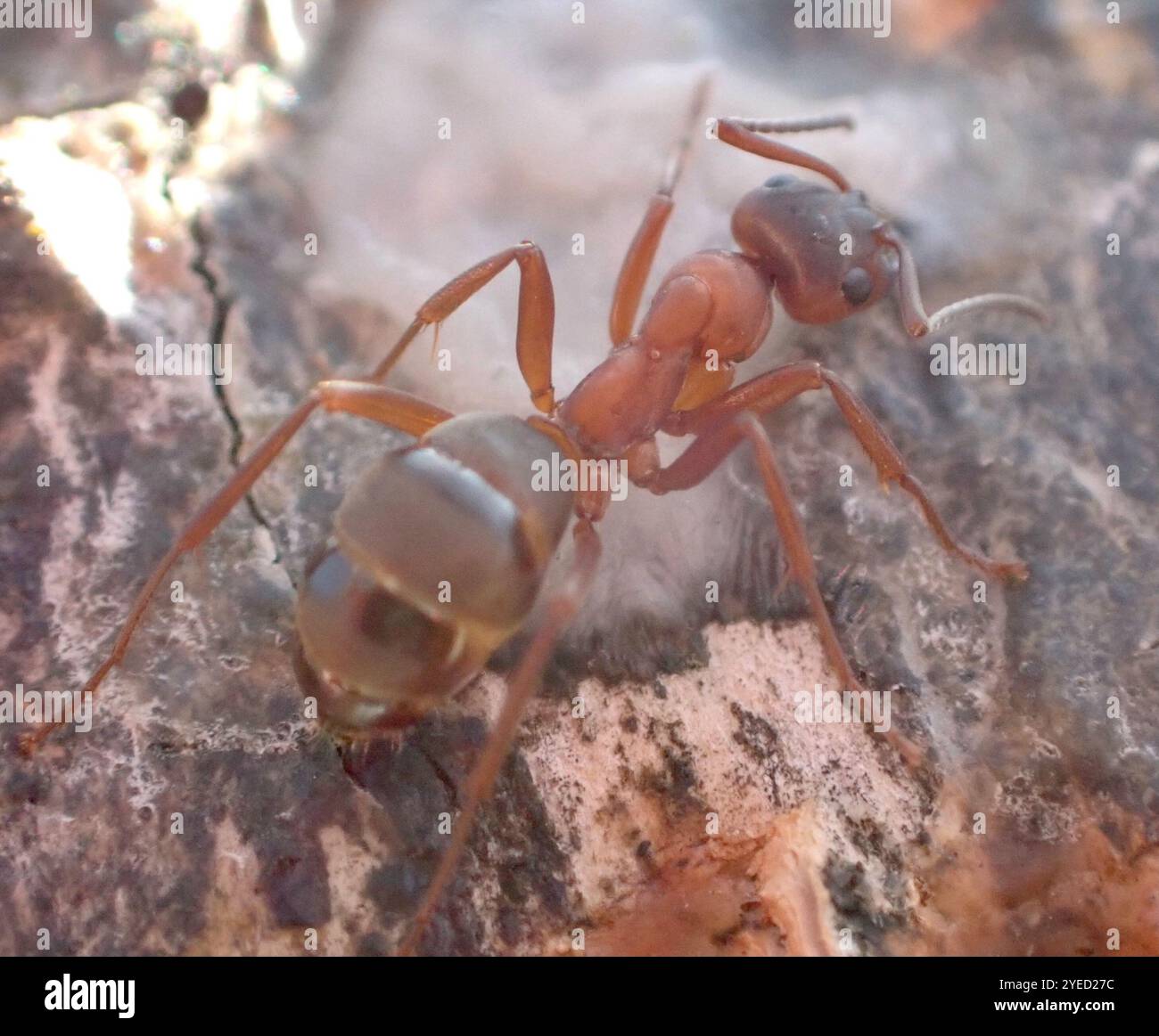 Blood-red Field Ant (Formica sanguinea Stock Photo - Alamy