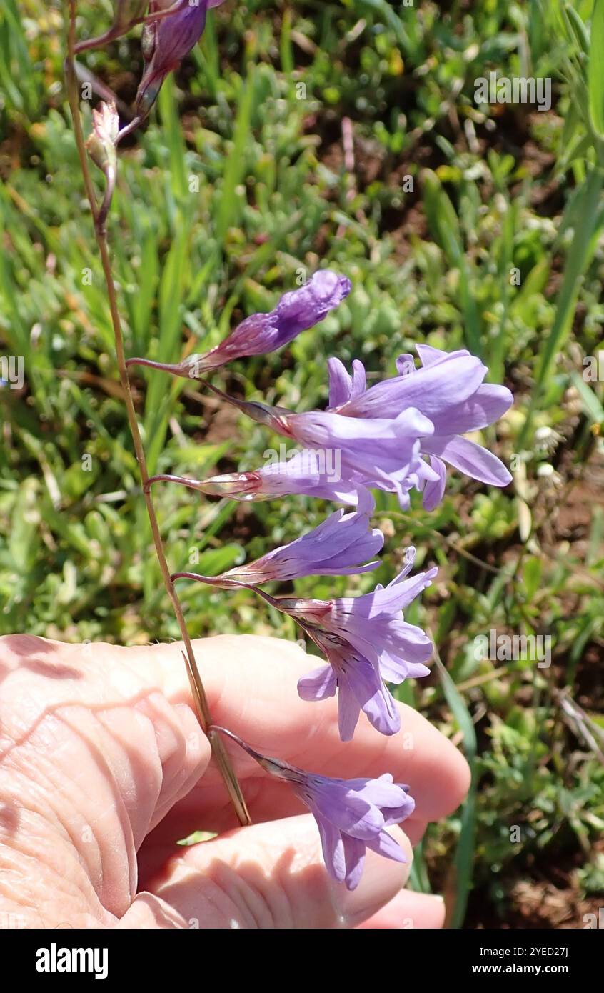 Blue Corn-lily (Ixia rapunculoides Stock Photo - Alamy