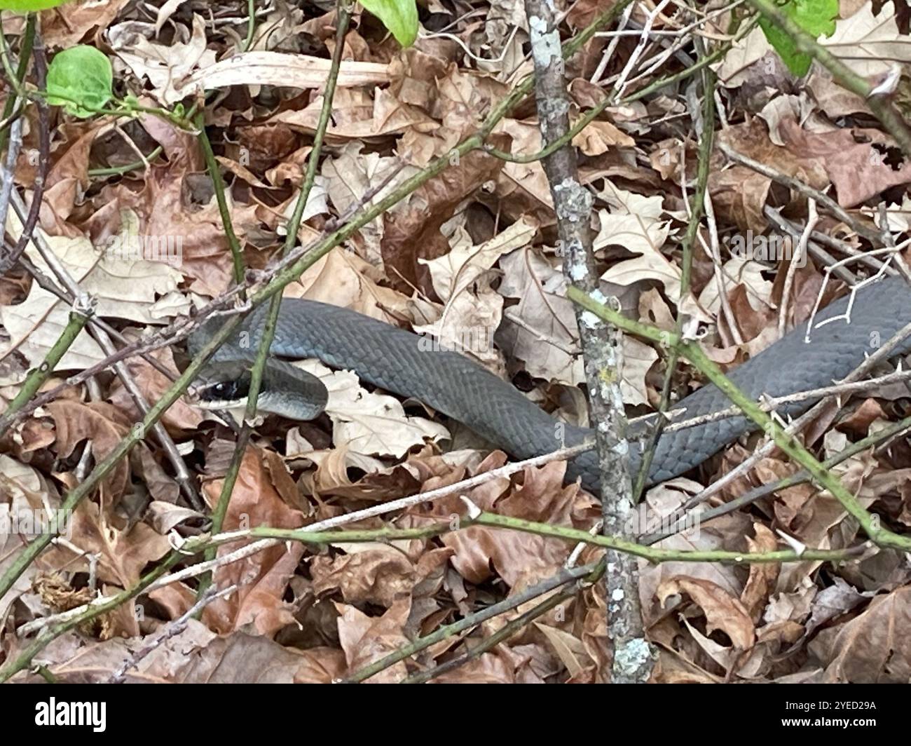 North American Racer (Coluber constrictor Stock Photo - Alamy