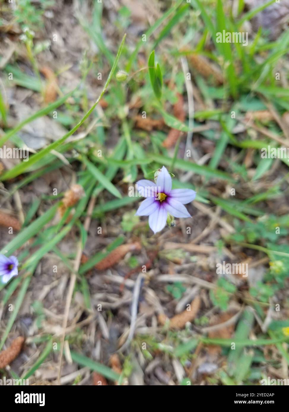 Pigroot hi-res stock photography and images - Alamy