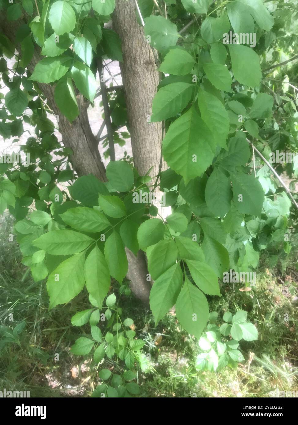 Oregon Ash (Fraxinus latifolia Stock Photo - Alamy