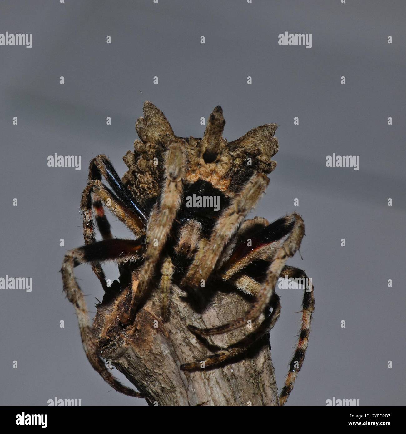 Poltys hi-res stock photography and images - Alamy