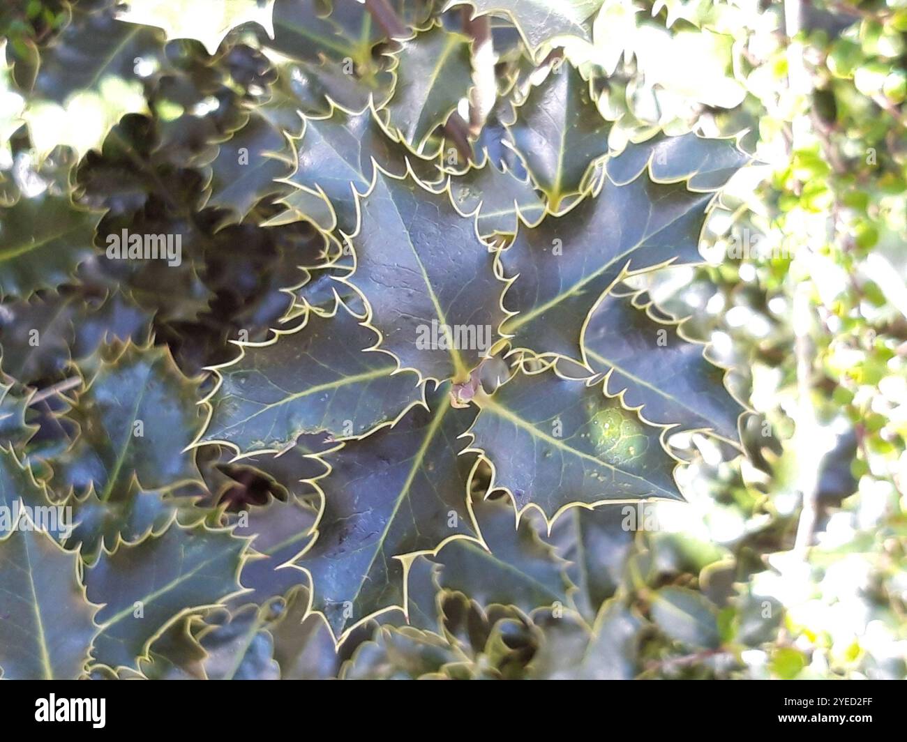 European holly (Ilex aquifolium Stock Photo - Alamy