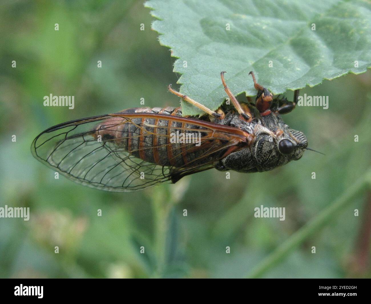 New Forest Cicada (Cicadetta montana Stock Photo - Alamy