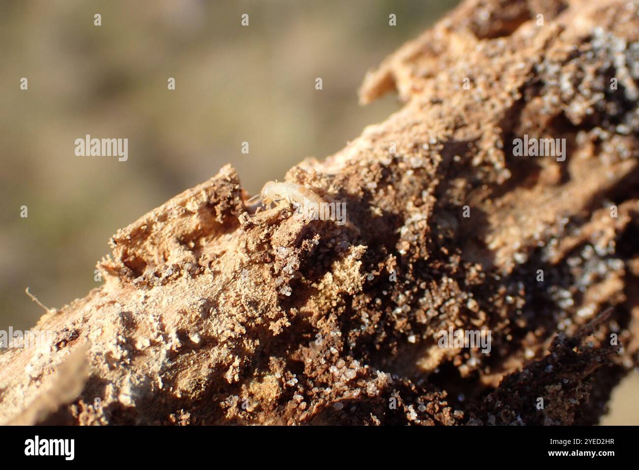 Eastern Subterranean Termite (Reticulitermes flavipes Stock Photo - Alamy