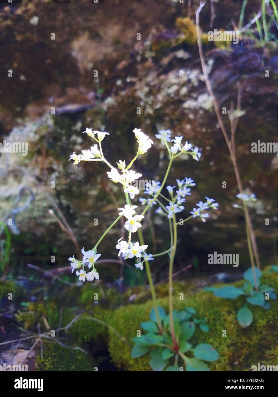 Micranthes virginiensis hi-res stock photography and images - Alamy