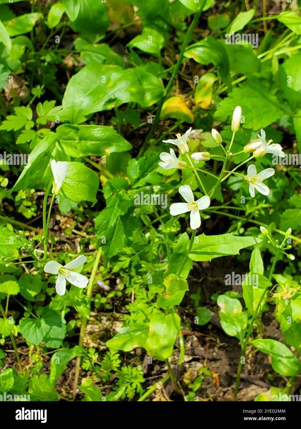 bulbous cress (Cardamine bulbosa Stock Photo - Alamy