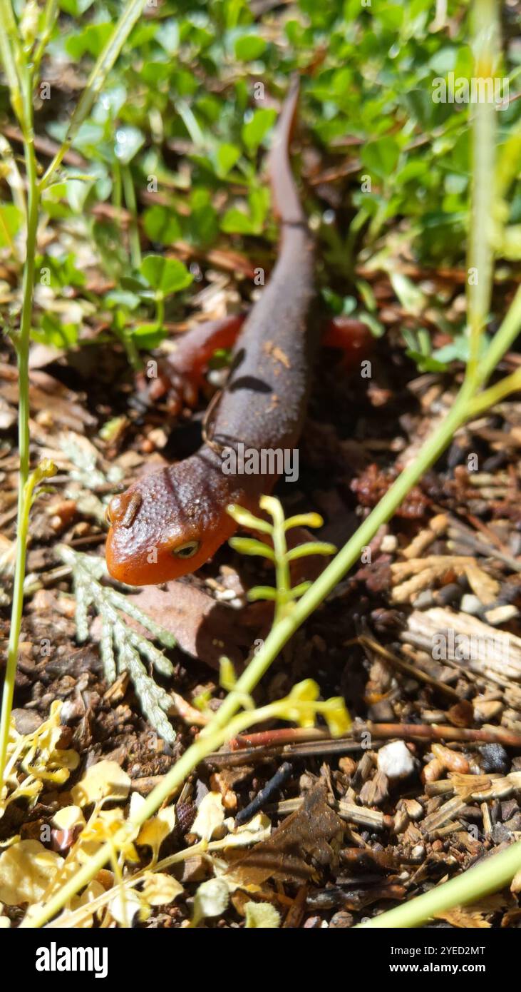 Sierra Newt (Taricha sierrae Stock Photo - Alamy