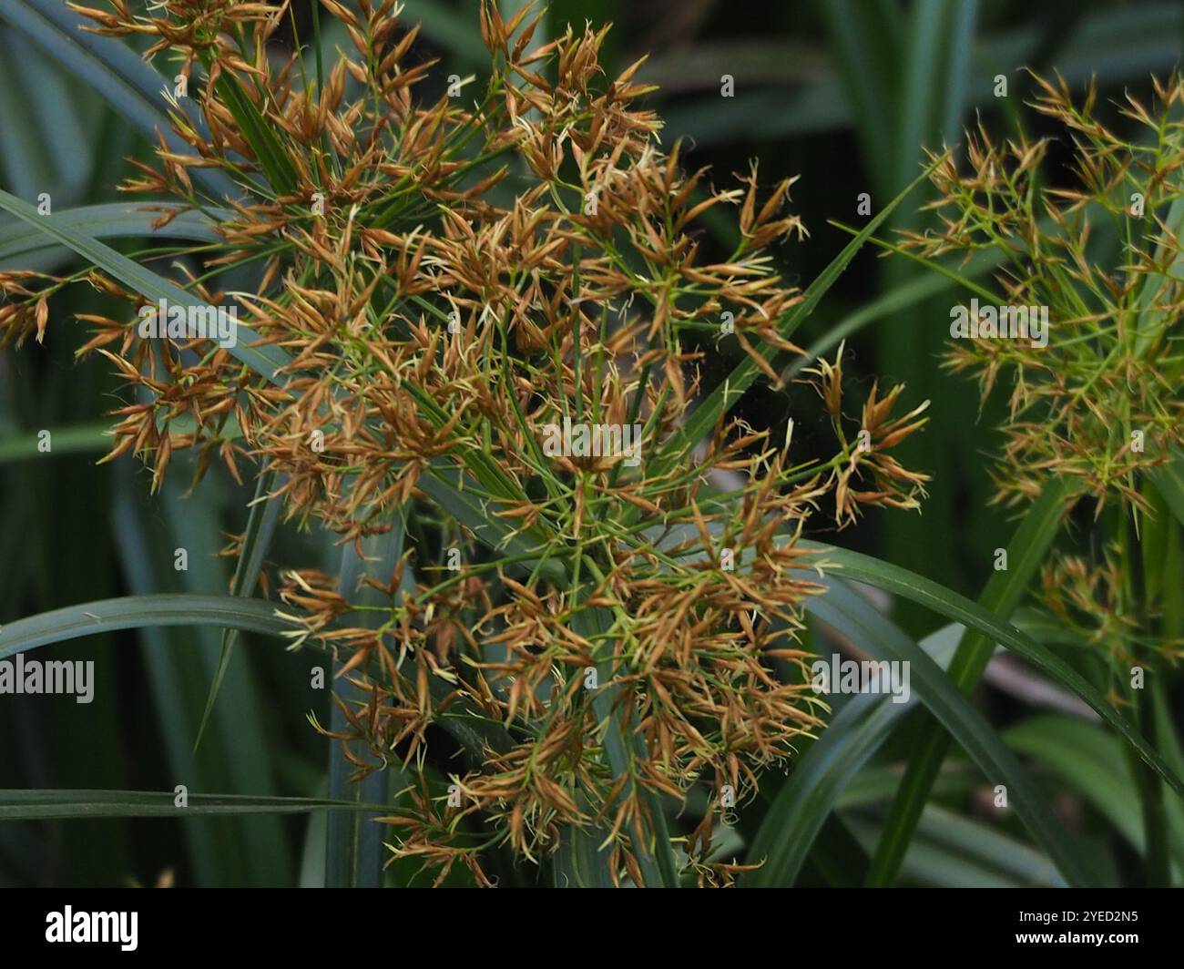 Rhynchospora corymbosa hi-res stock photography and images - Alamy