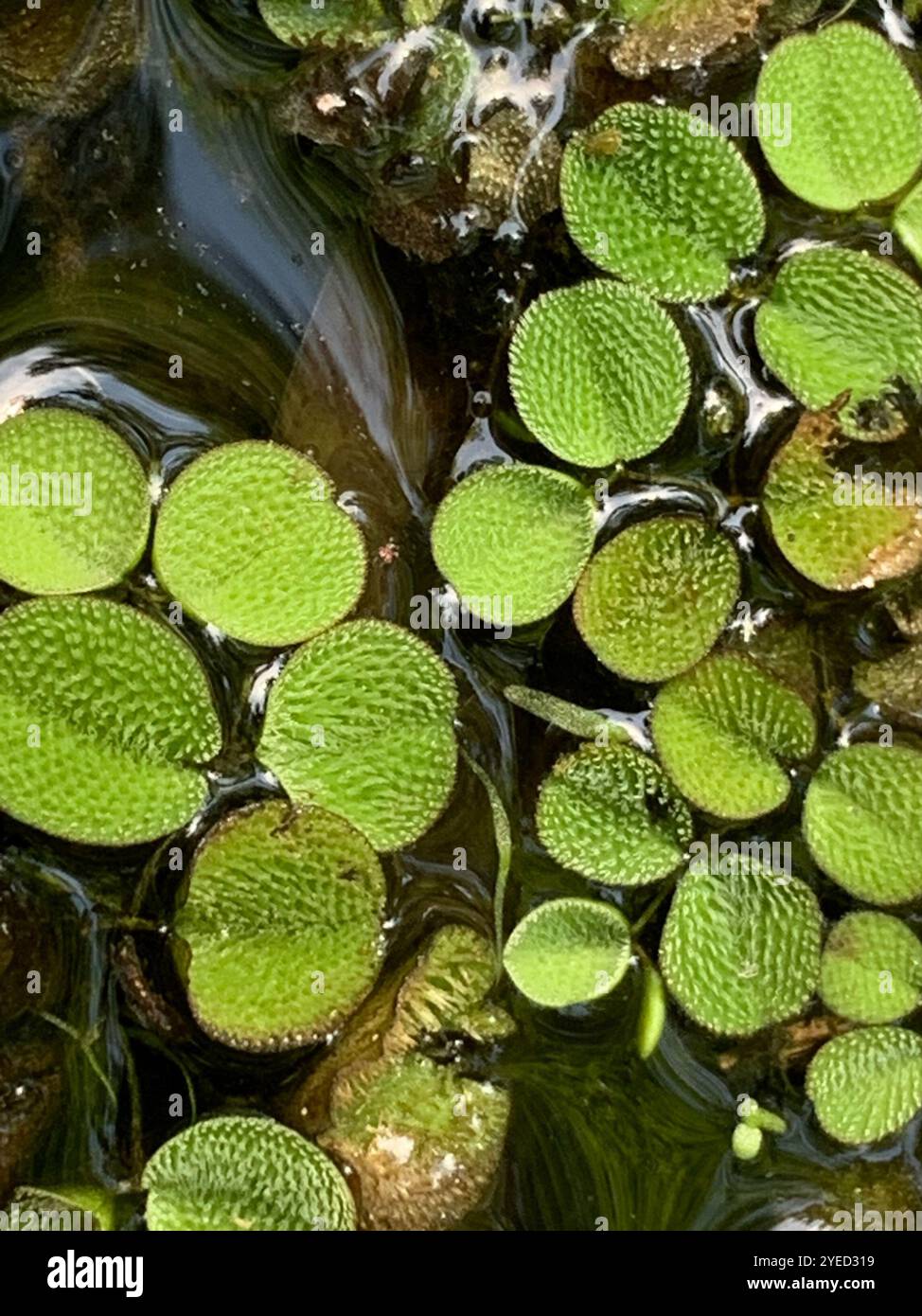 water spangles (Salvinia minima Stock Photo - Alamy