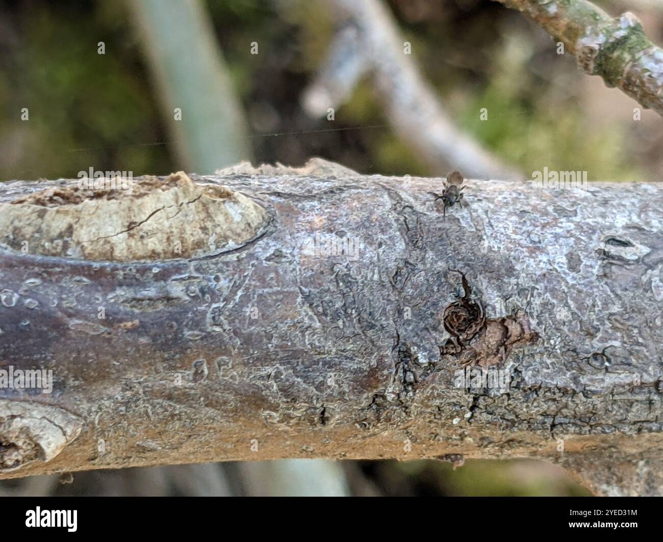 Ants, Bees, Wasps, and Sawflies (Hymenoptera Stock Photo - Alamy
