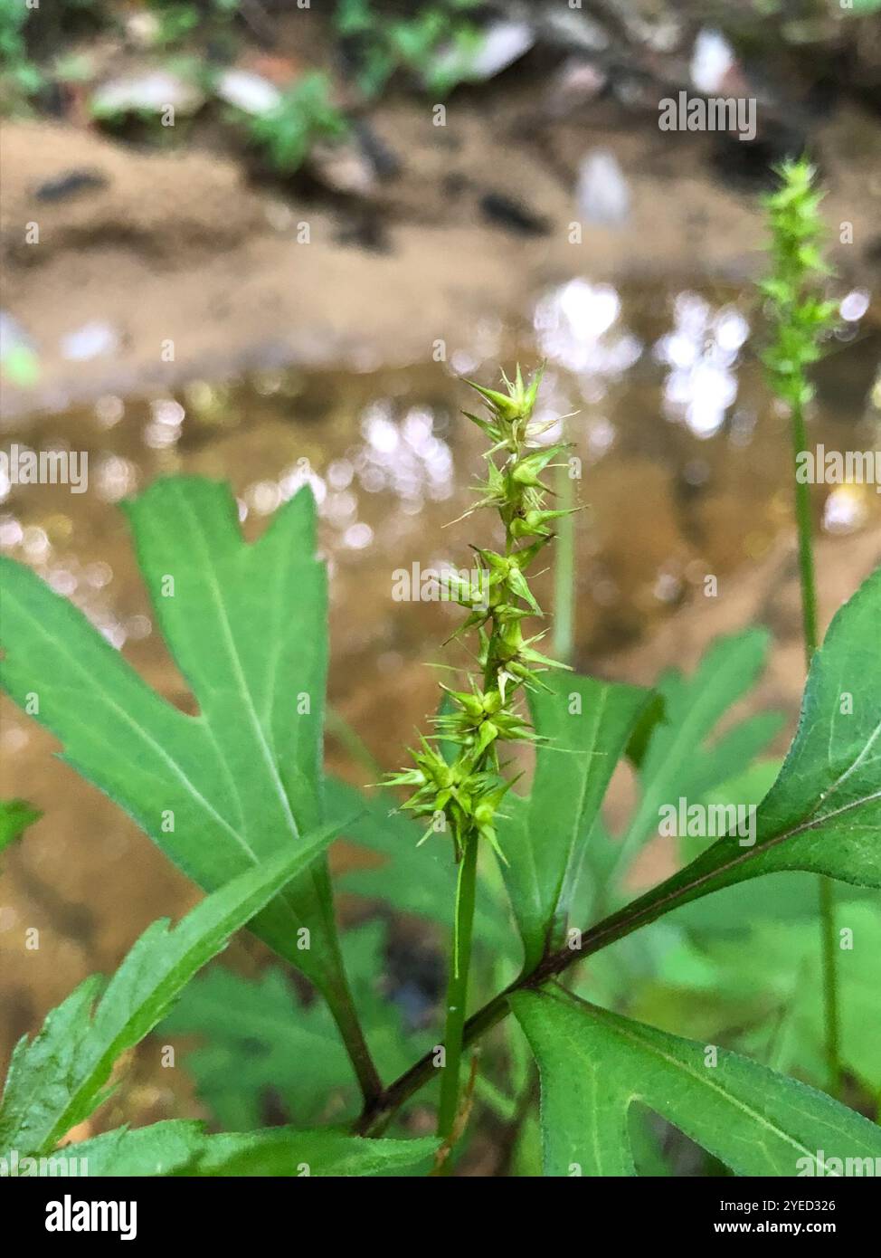 smooth-sheathed sedge (Carex laevivaginata Stock Photo - Alamy