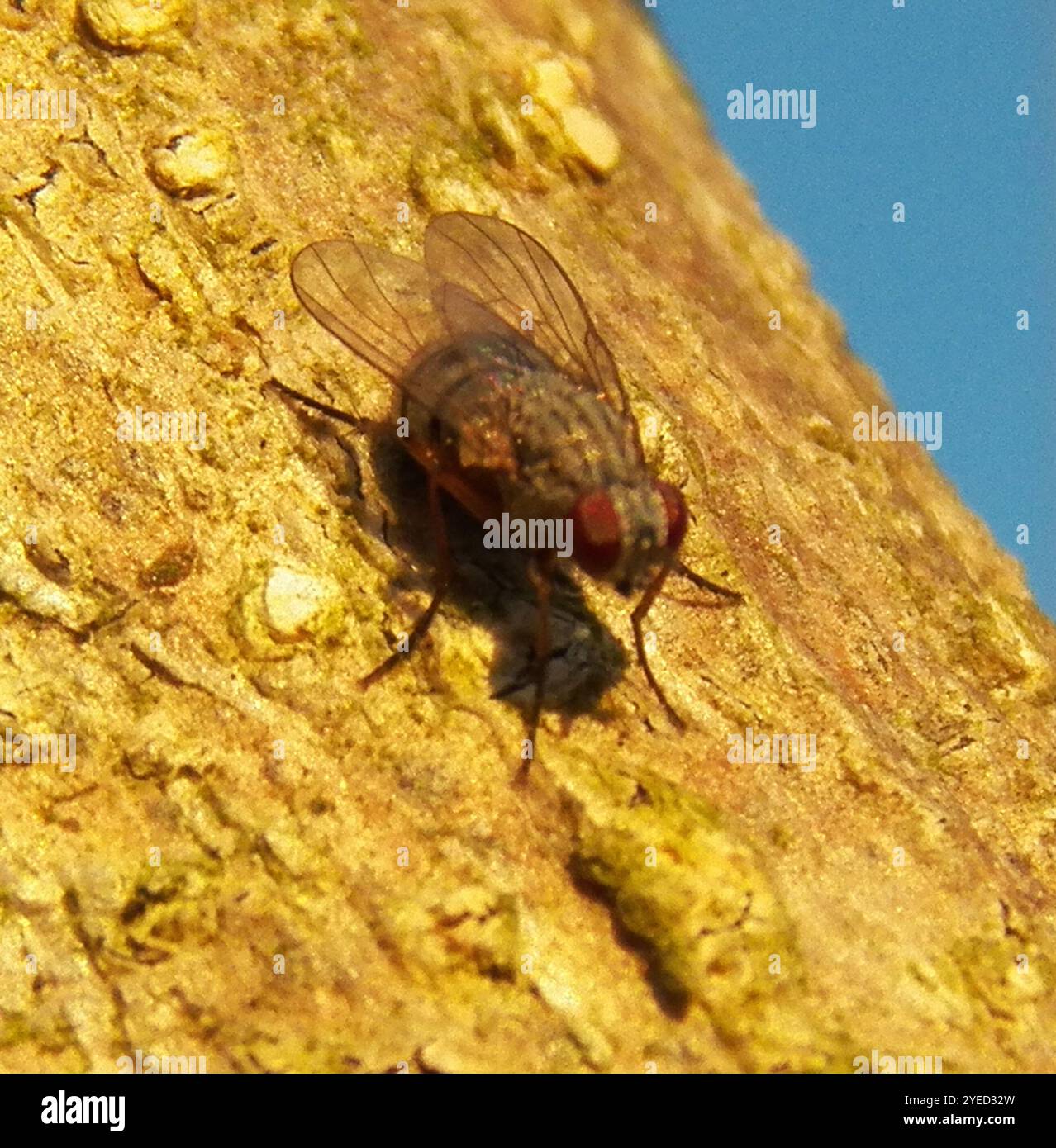 House Flies and Allies (Muscidae Stock Photo - Alamy