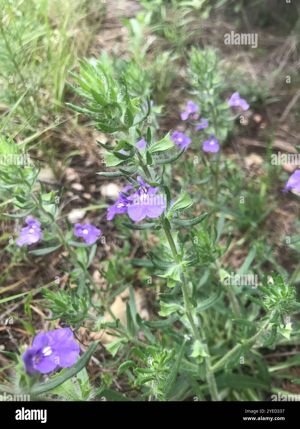 Texas Sage (Salvia texana Stock Photo - Alamy
