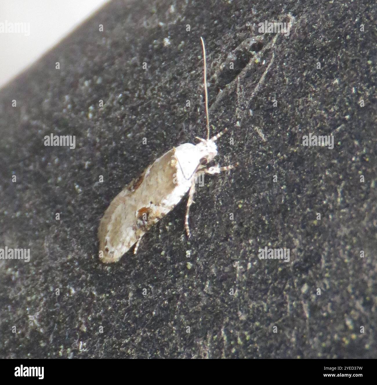 Poison hemlock moth (Agonopterix alstroemeriana Stock Photo - Alamy