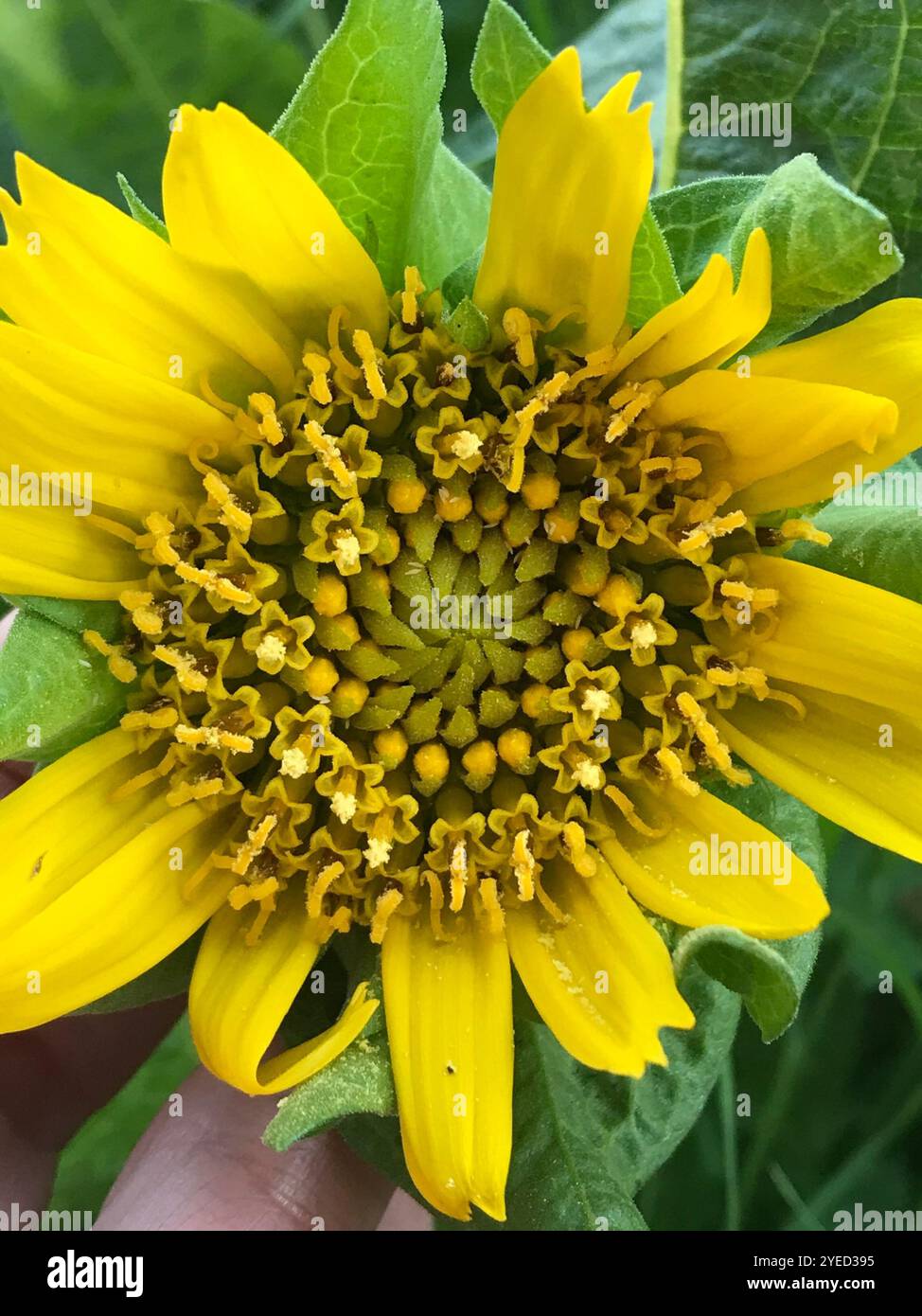 Gray Mule-Ears (Wyethia helenioides Stock Photo - Alamy