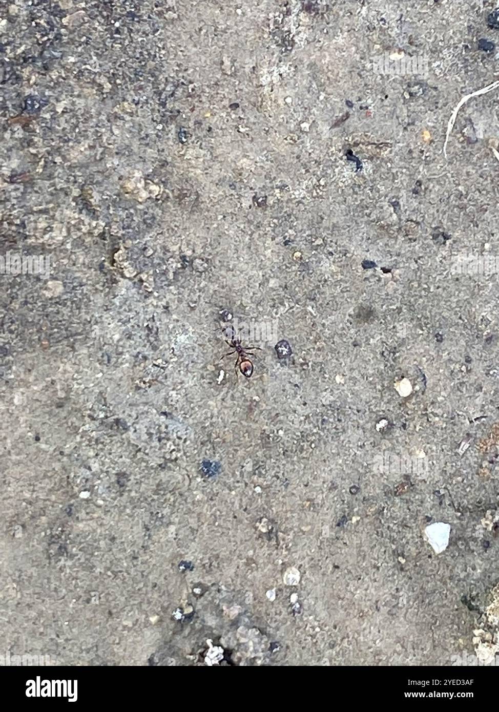 Hybrid Imported Fire Ant (Solenopsis invicta × richteri Stock Photo - Alamy