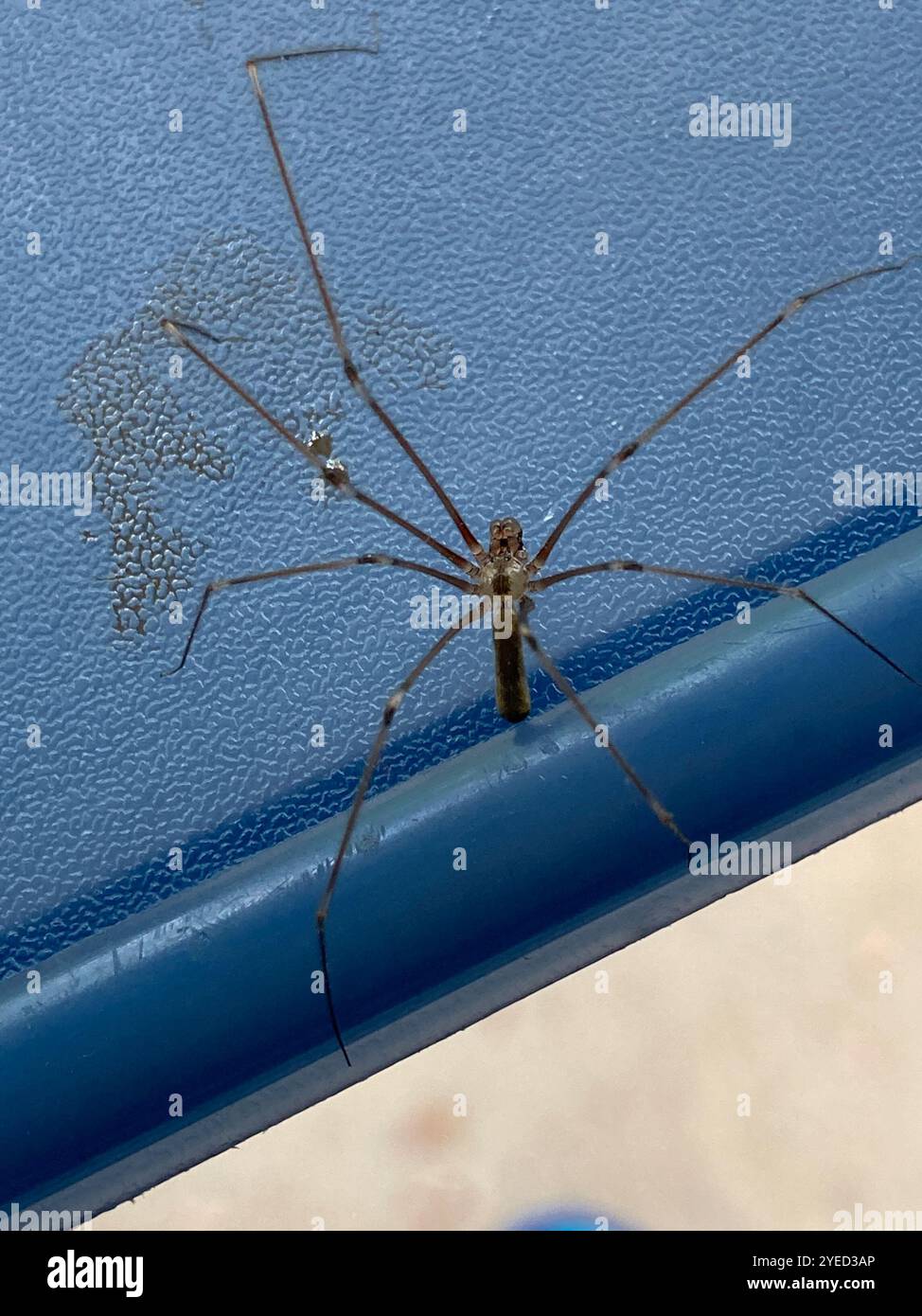 Long-bodied Cellar Spider (Pholcus phalangioides Stock Photo - Alamy