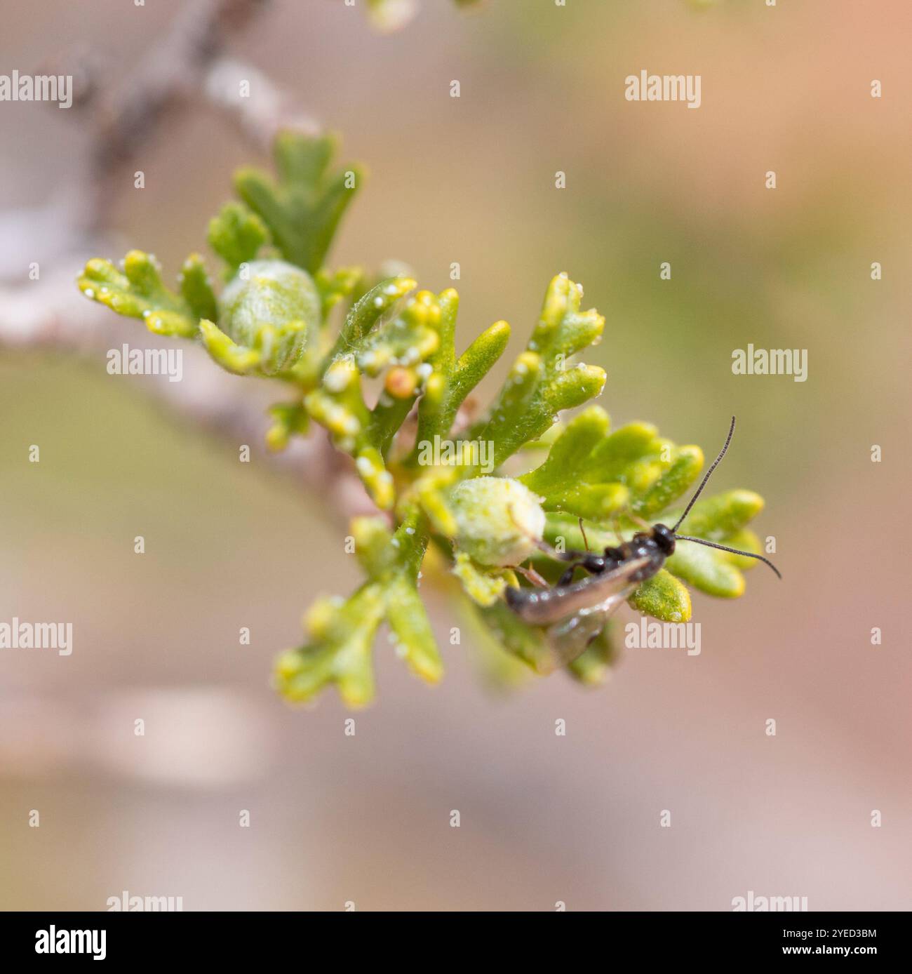 Ants, Bees, Wasps, and Sawflies (Hymenoptera Stock Photo - Alamy