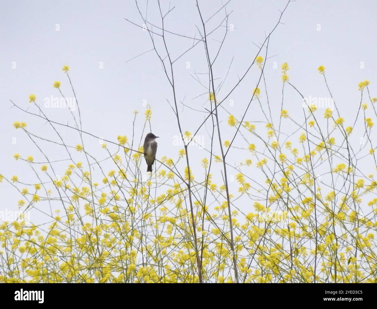 An olive sided flycatcher hi-res stock photography and images - Alamy
