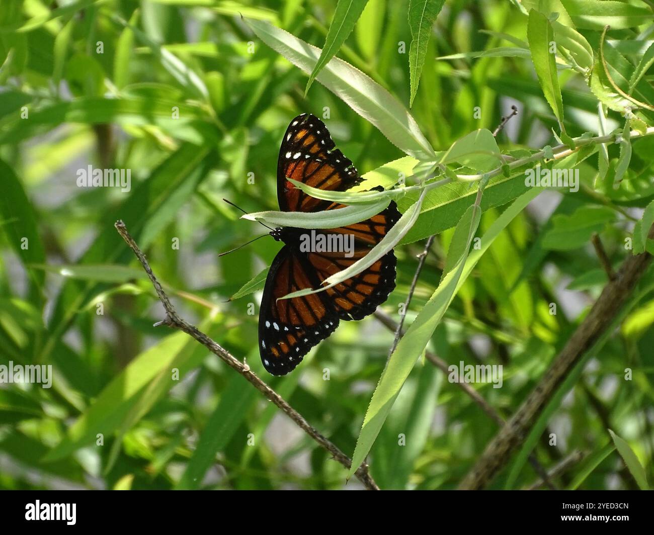 Viceroy (Limenitis archippus Stock Photo - Alamy