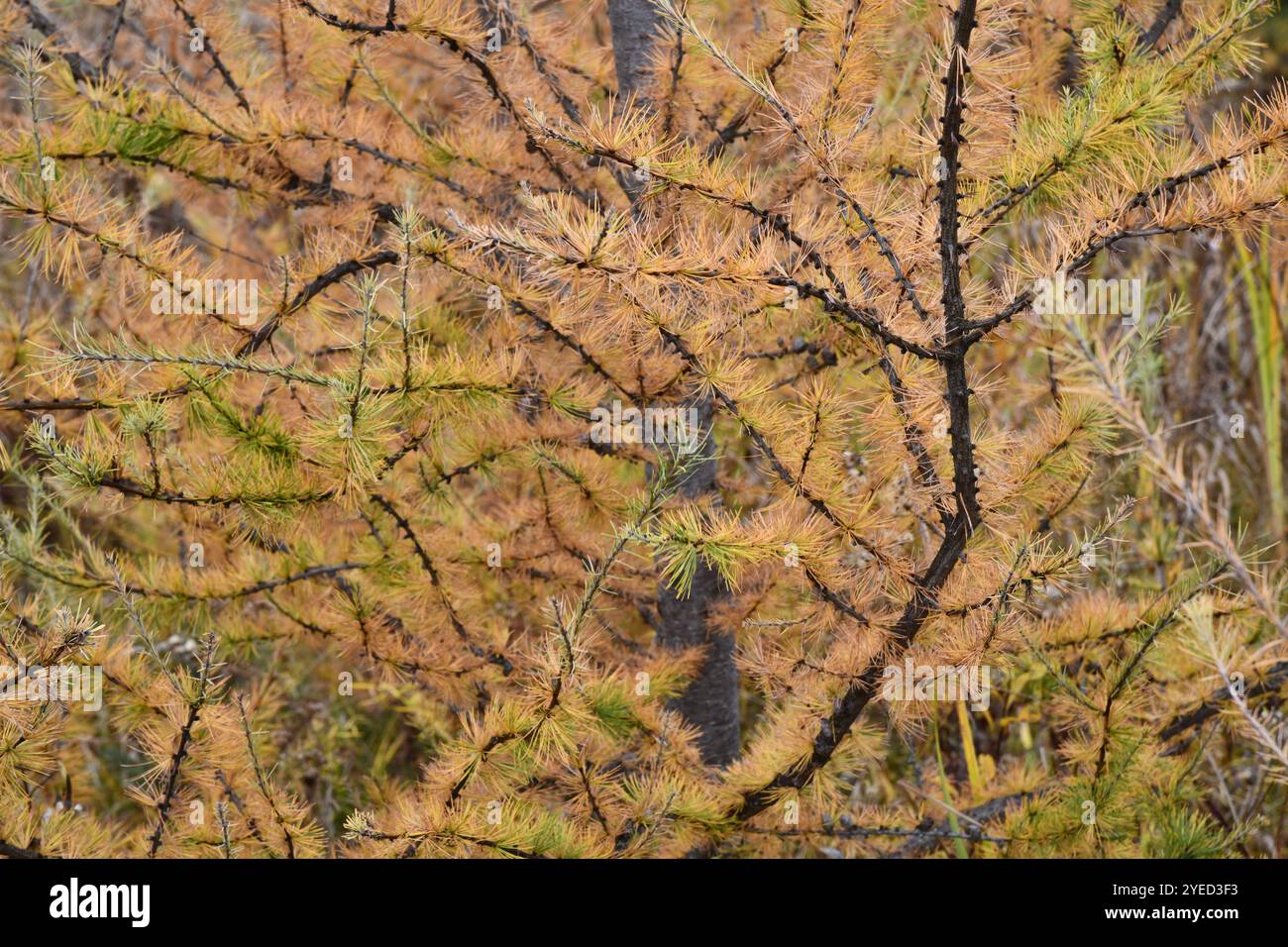 Dark bark of tamarack closeup forming design of texture and color Stock ...