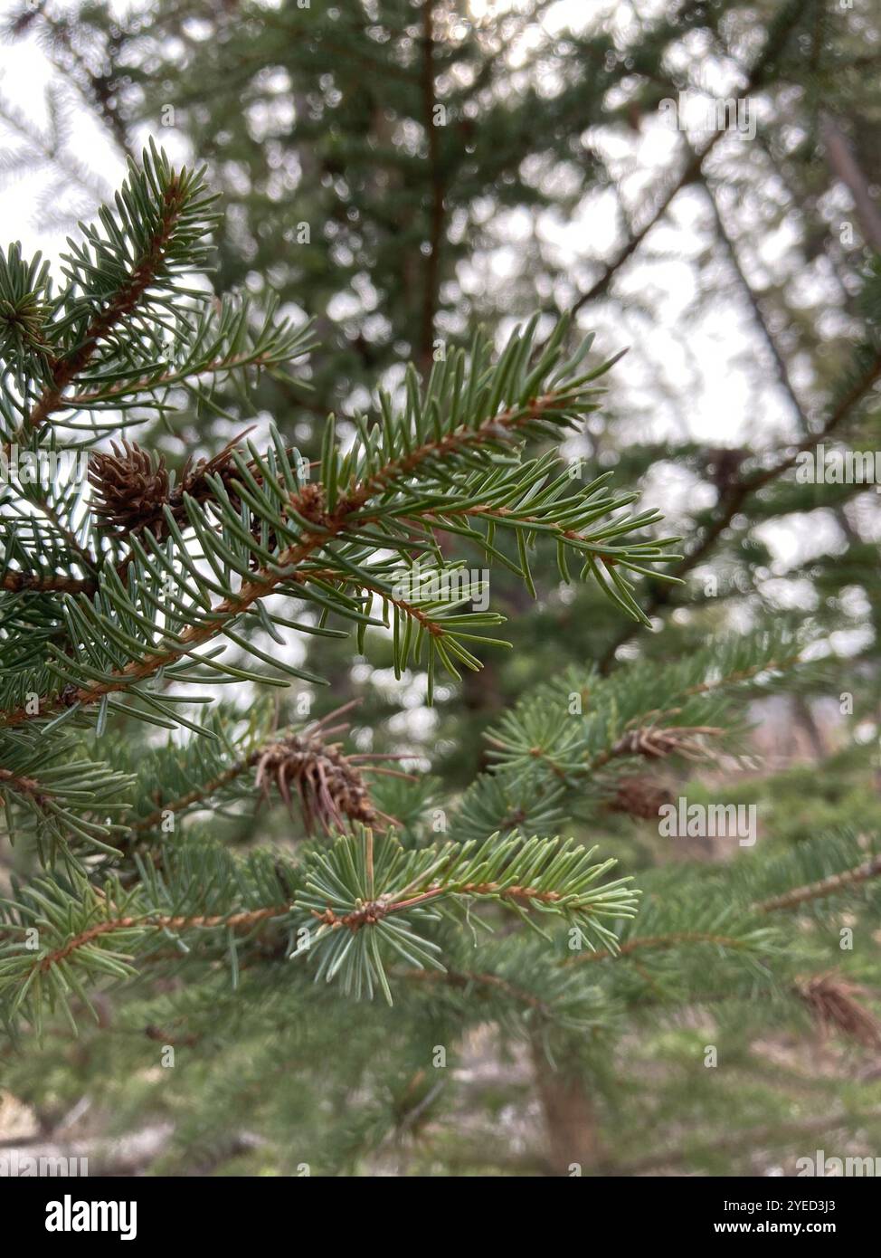 white spruce (Picea glauca Stock Photo - Alamy