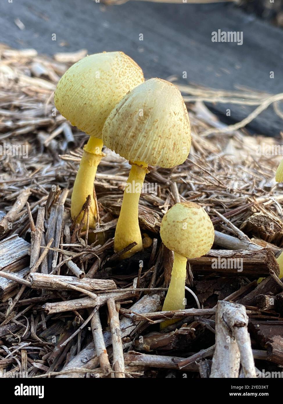 flowerpot parasol (Leucocoprinus birnbaumii Stock Photo - Alamy