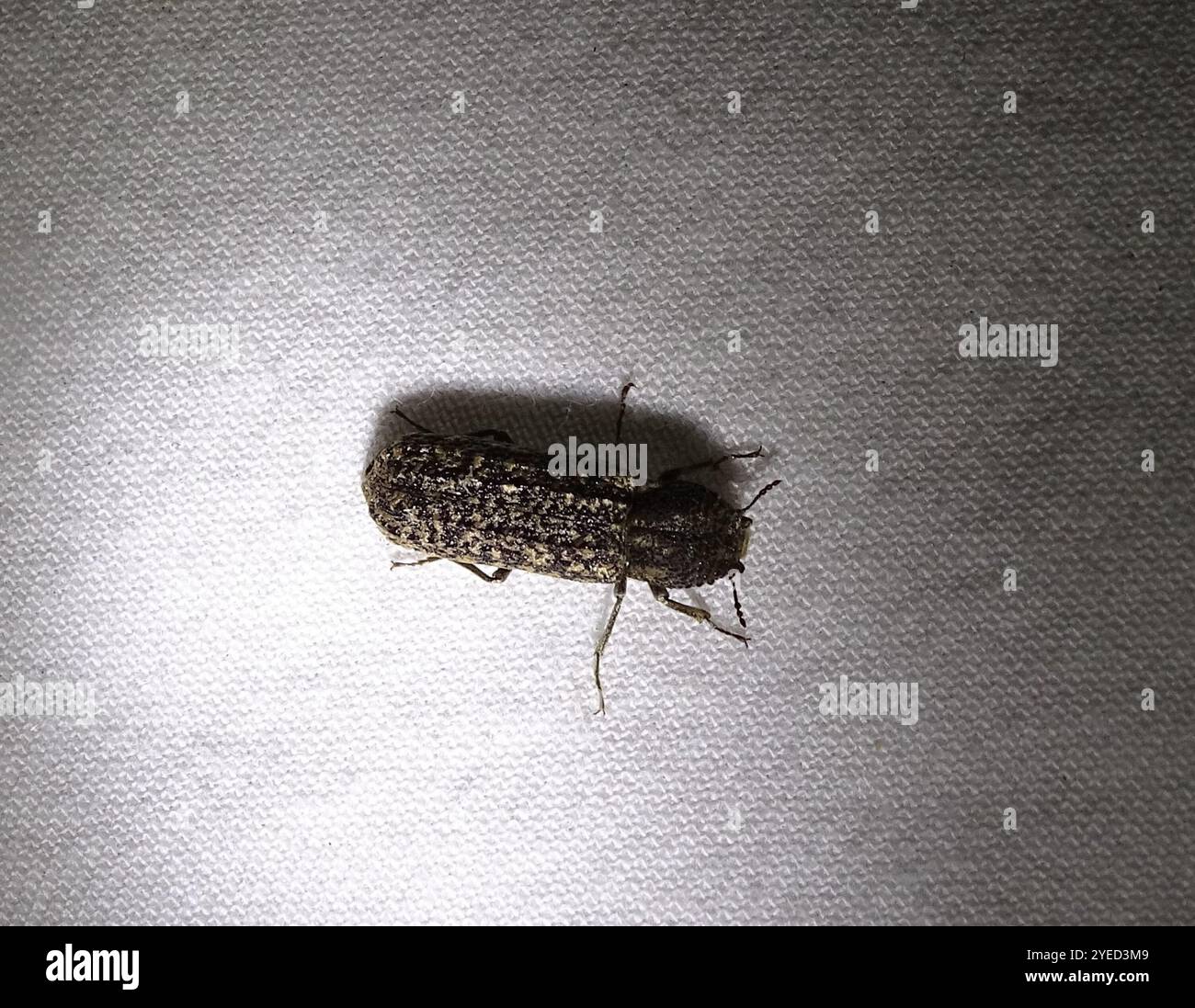 Two-horned Powder-post Beetle (Lichenophanes bicornis Stock Photo - Alamy