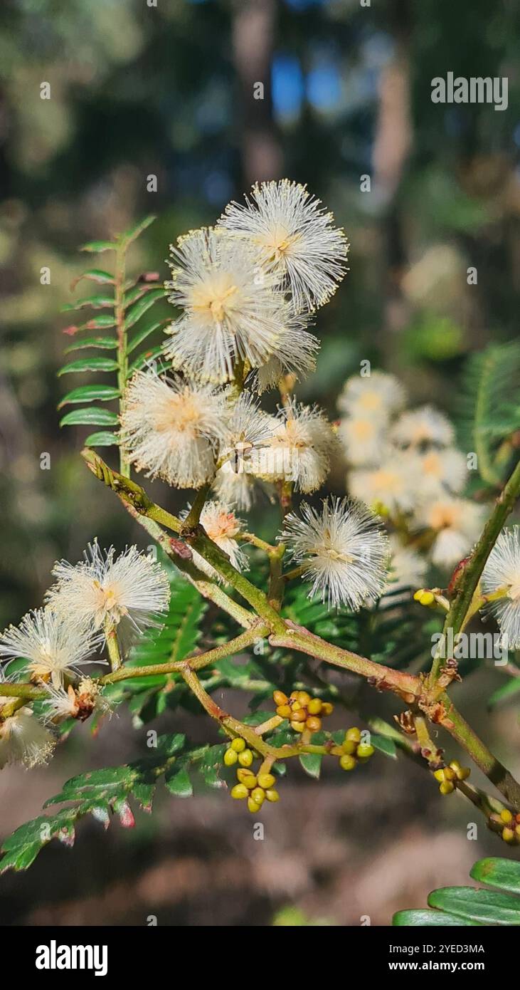 Acacia terminalis hi-res stock photography and images - Alamy