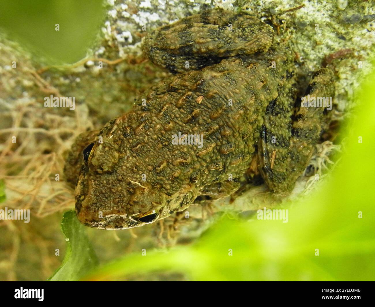 Wrinkled frog hi-res stock photography and images - Alamy
