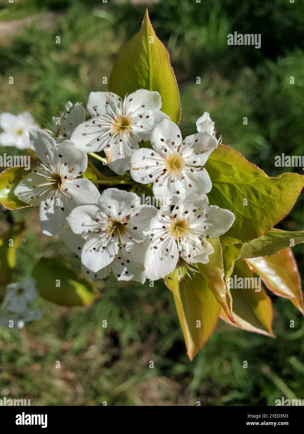 Common Pear (Pyrus communis Stock Photo - Alamy