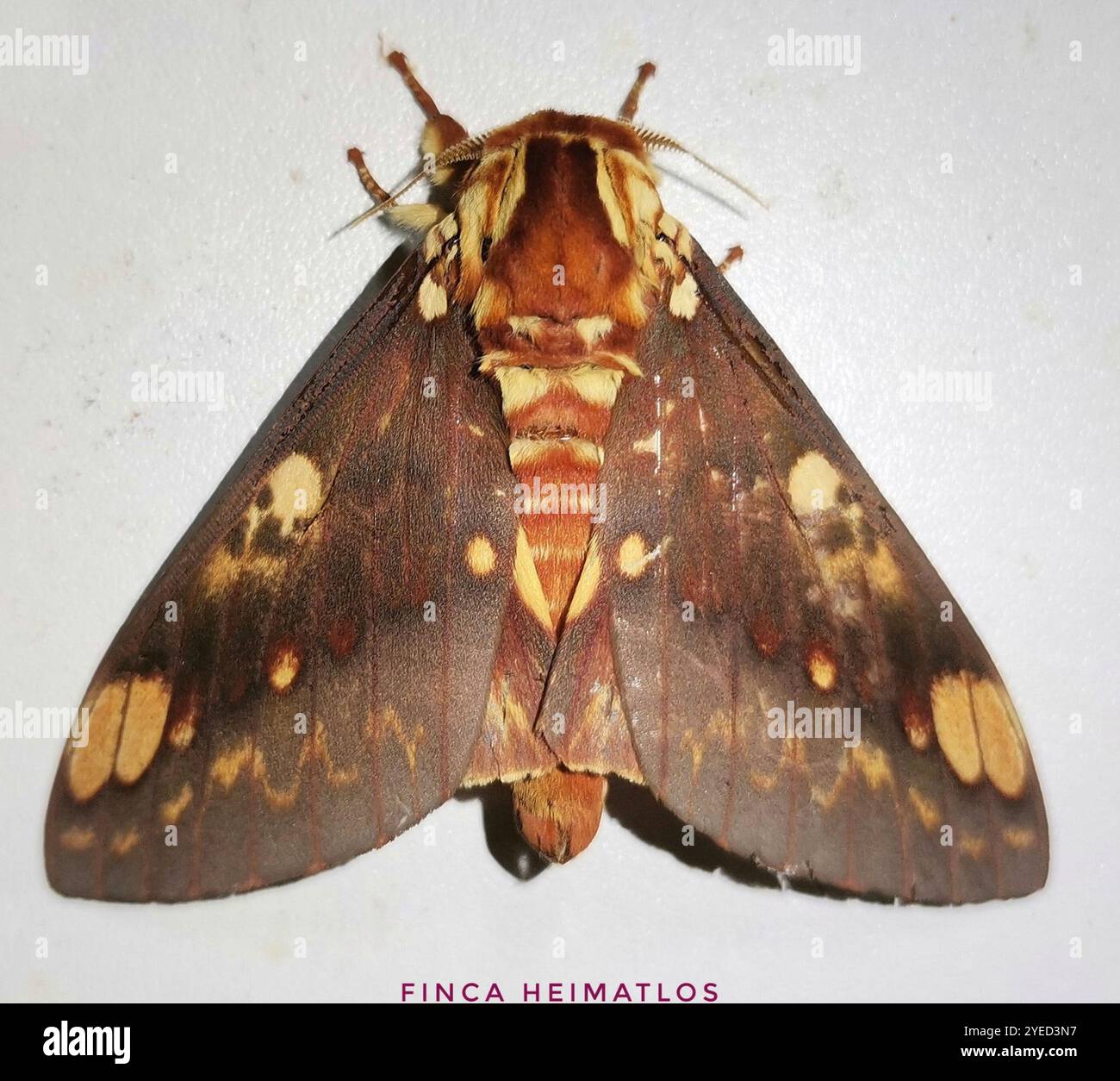 Citheronia hi-res stock photography and images - Alamy