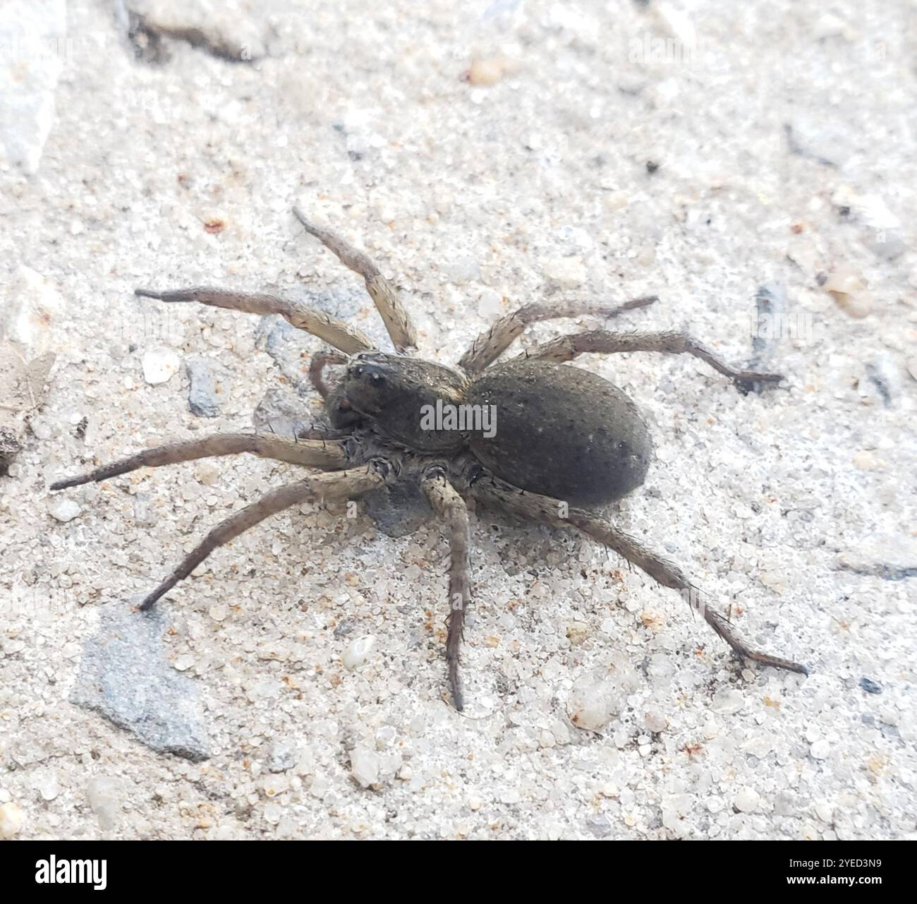 Wetland Giant Wolf Spider (Tigrosa helluo Stock Photo - Alamy