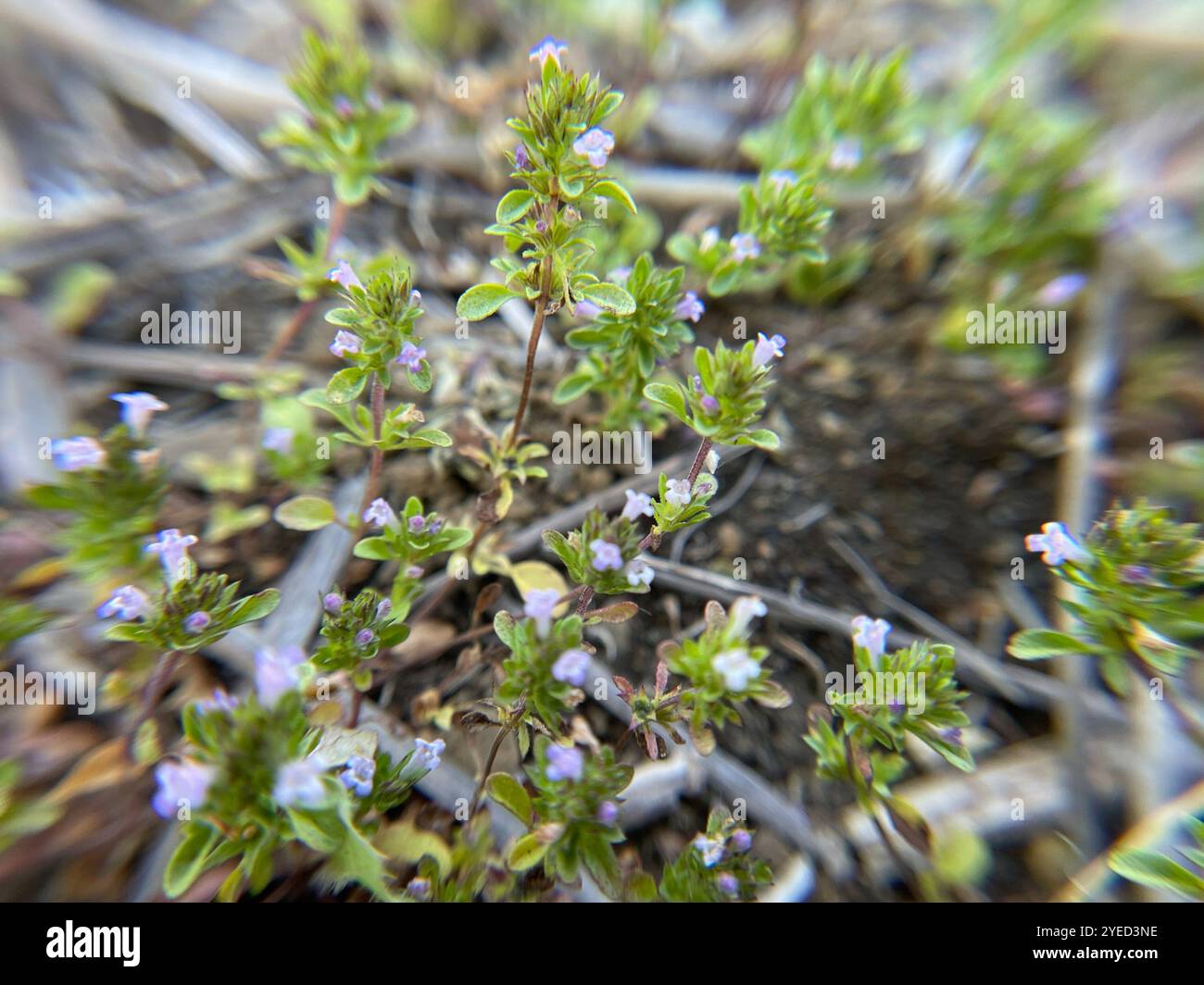 thyme-leaved pogogyne (Pogogyne serpylloides Stock Photo - Alamy