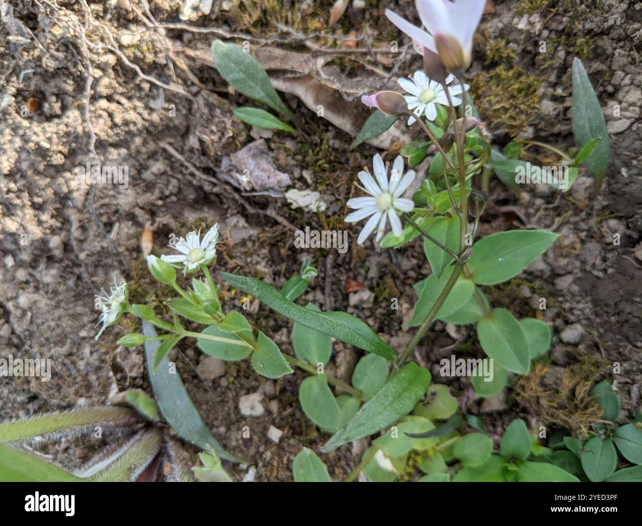 Star chickweed stellaria pubera hi-res stock photography and images - Alamy