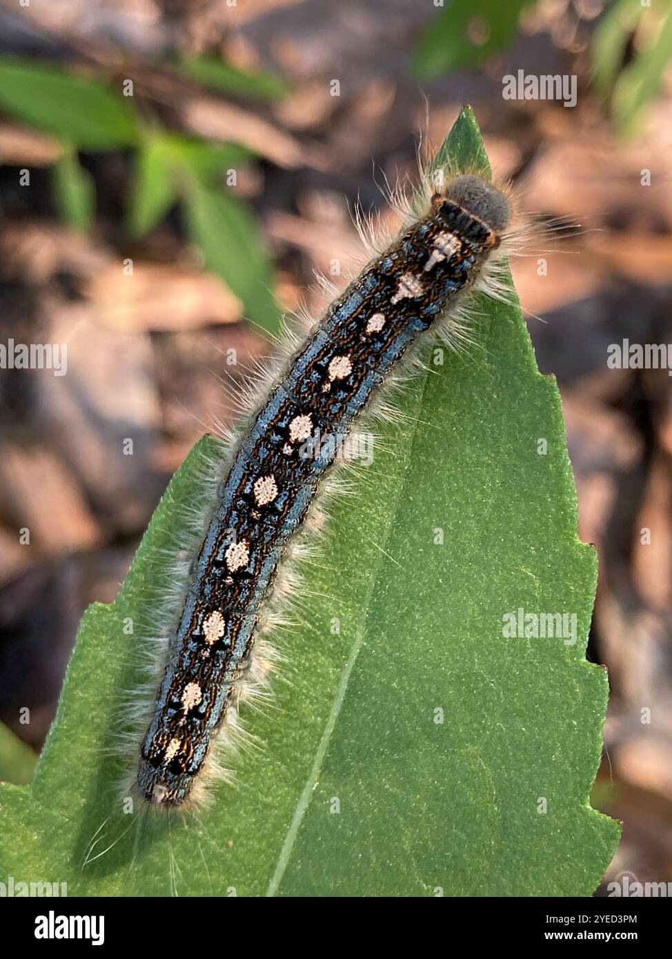 Forest Tent Caterpillar Moth (Malacosoma disstria Stock Photo - Alamy