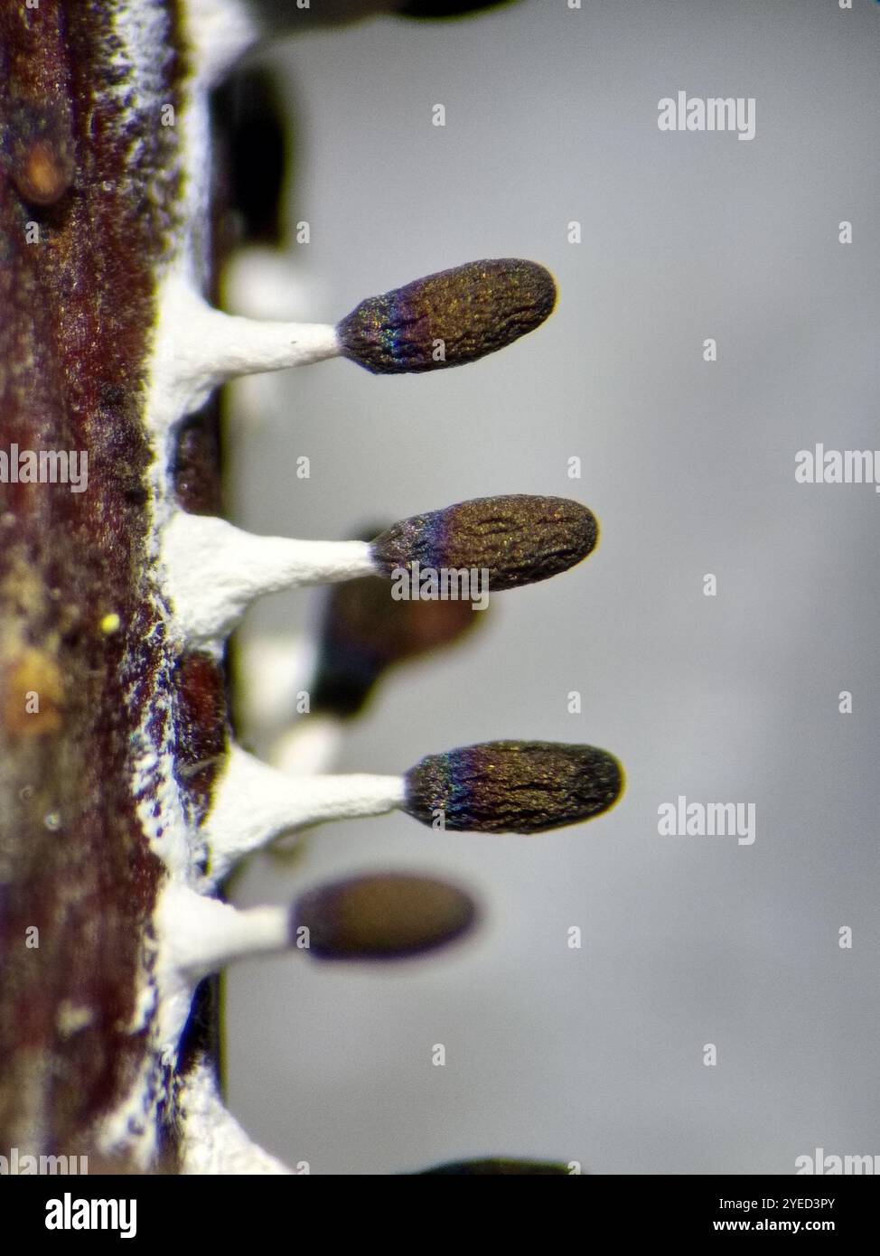 White-footed Slime (Diachea leucopodia Stock Photo - Alamy