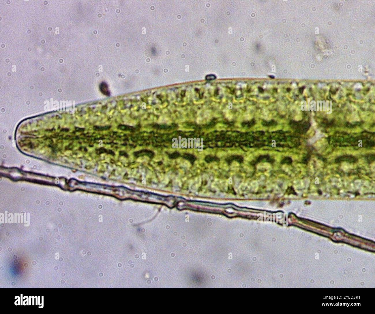 Netrium hi-res stock photography and images - Alamy