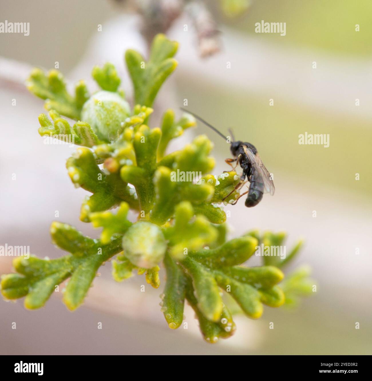 Ants, Bees, Wasps, and Sawflies (Hymenoptera Stock Photo - Alamy