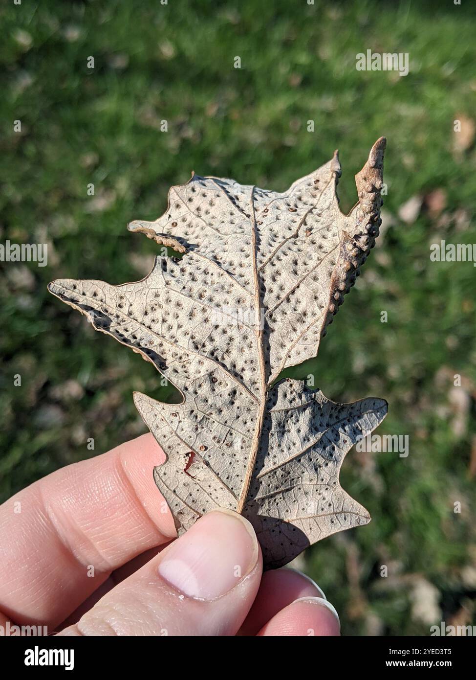 Jumping Gall Wasp (Neuroterus saltarius Stock Photo - Alamy