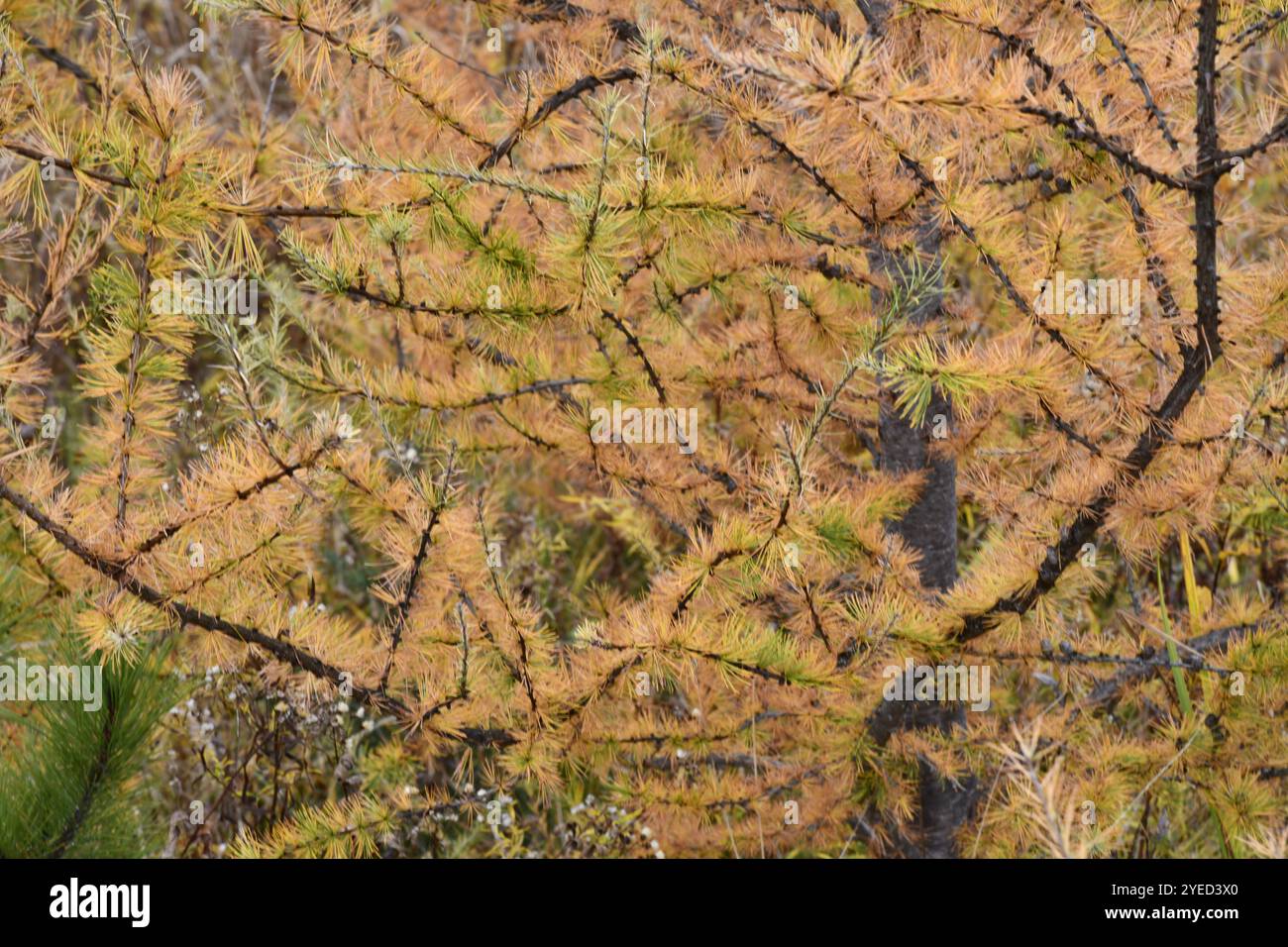 Dark bark of tamarack closeup forming design of texture and color Stock ...