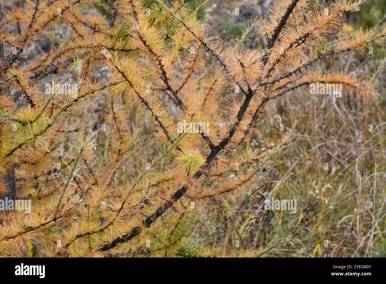 Dark bark of tamarack closeup forming design of texture and color Stock ...