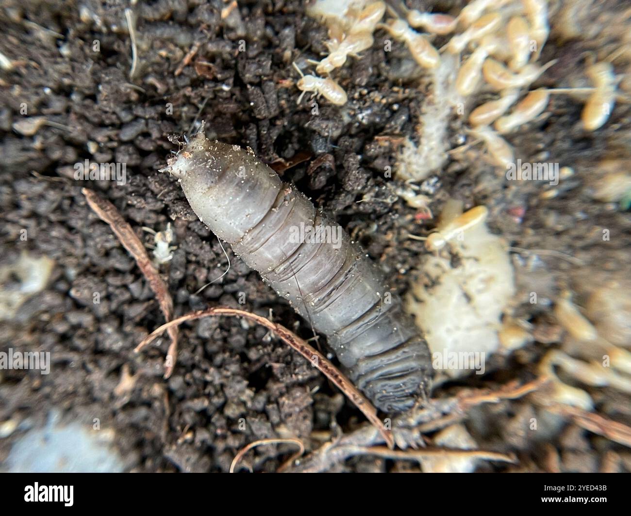 Crane Flies (Tipulomorpha Stock Photo - Alamy