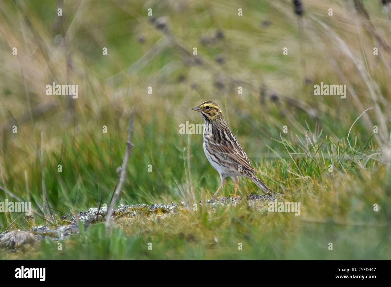 Savannah Sparrow (Passerculus sandwichensis Stock Photo - Alamy