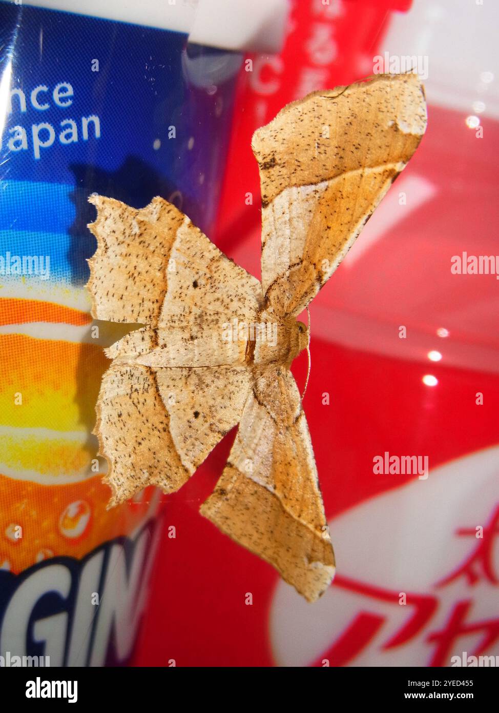 Krananda hi-res stock photography and images - Alamy