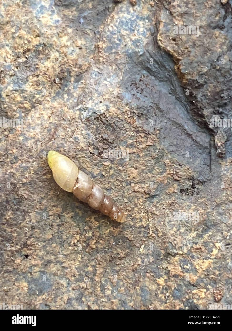 Awlsnail hi-res stock photography and images - Alamy