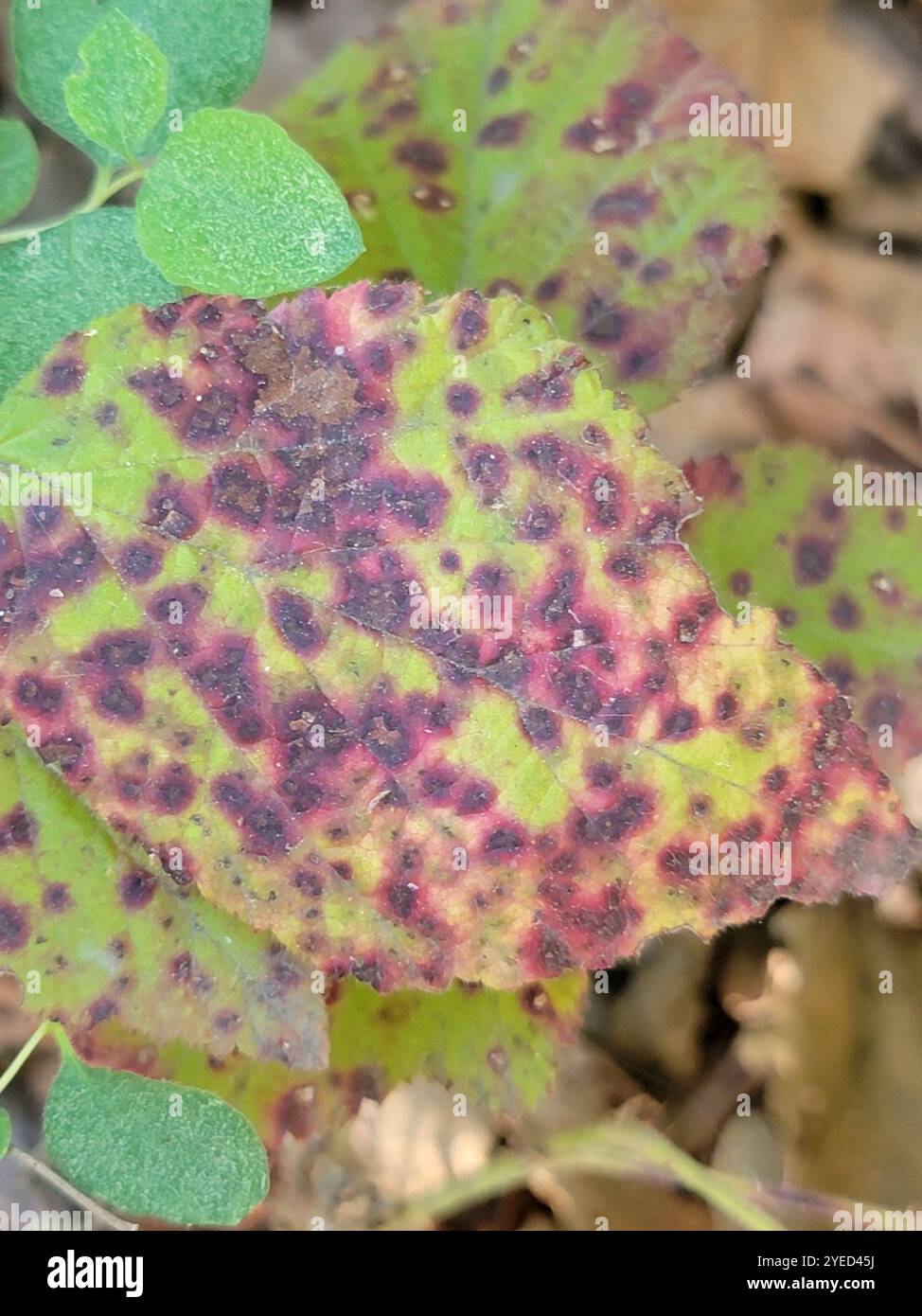 Blackberry leaf spot (Sphaerulina westendorpii Stock Photo - Alamy
